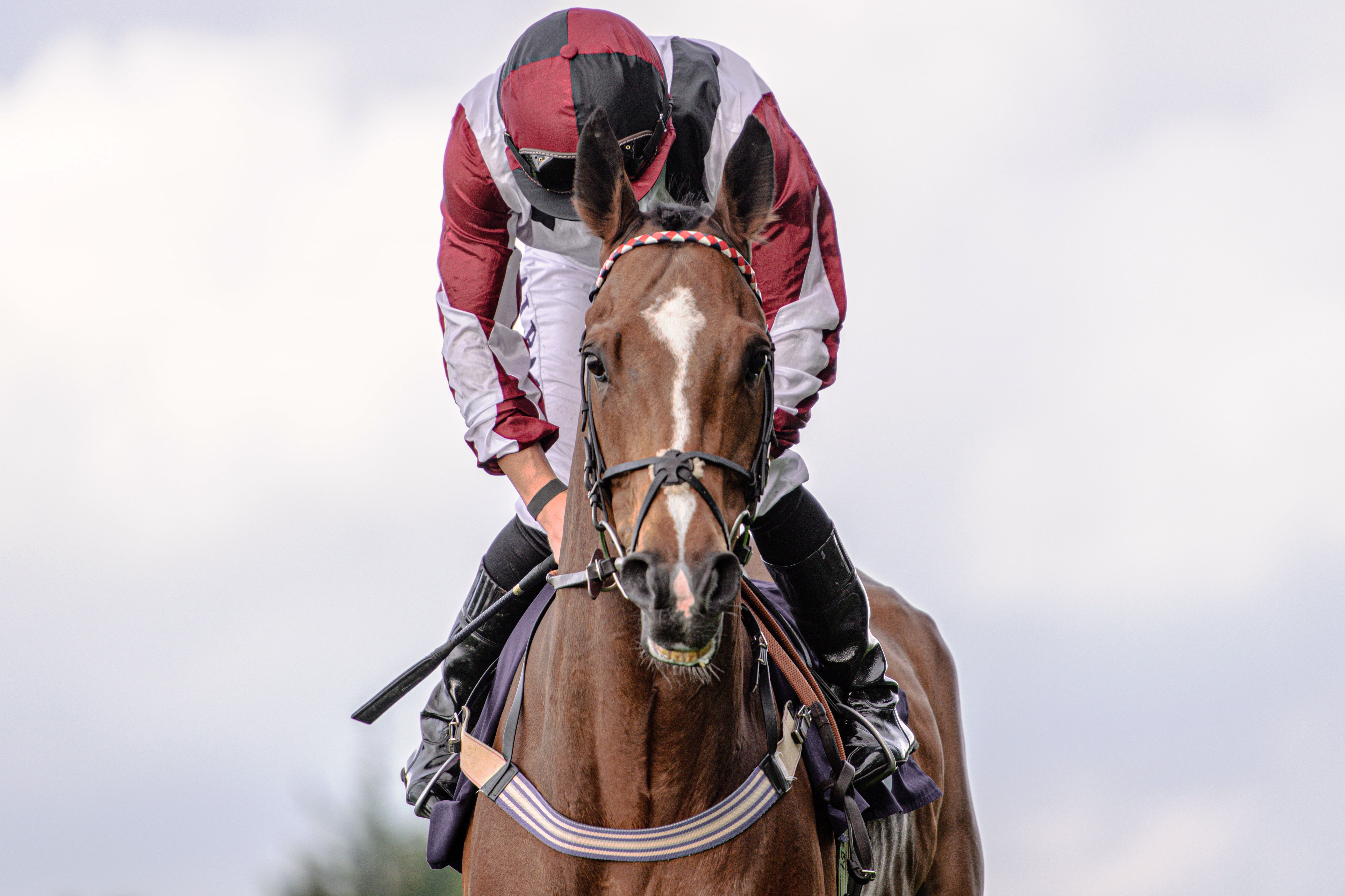 Horse Racing Syndicates | Horse Racing Syndicates | Racehorse ...