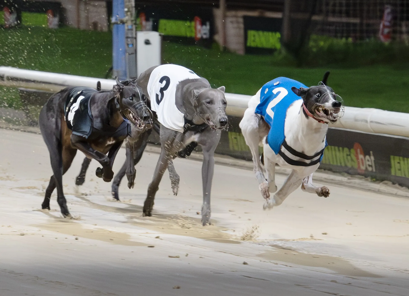 Horse Racing Syndicates | Horse Racing Syndicates | Racehorse ...