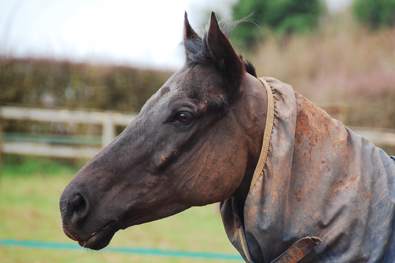 Horse Racing Syndicates | Horse Racing Syndicates | Racehorse ...